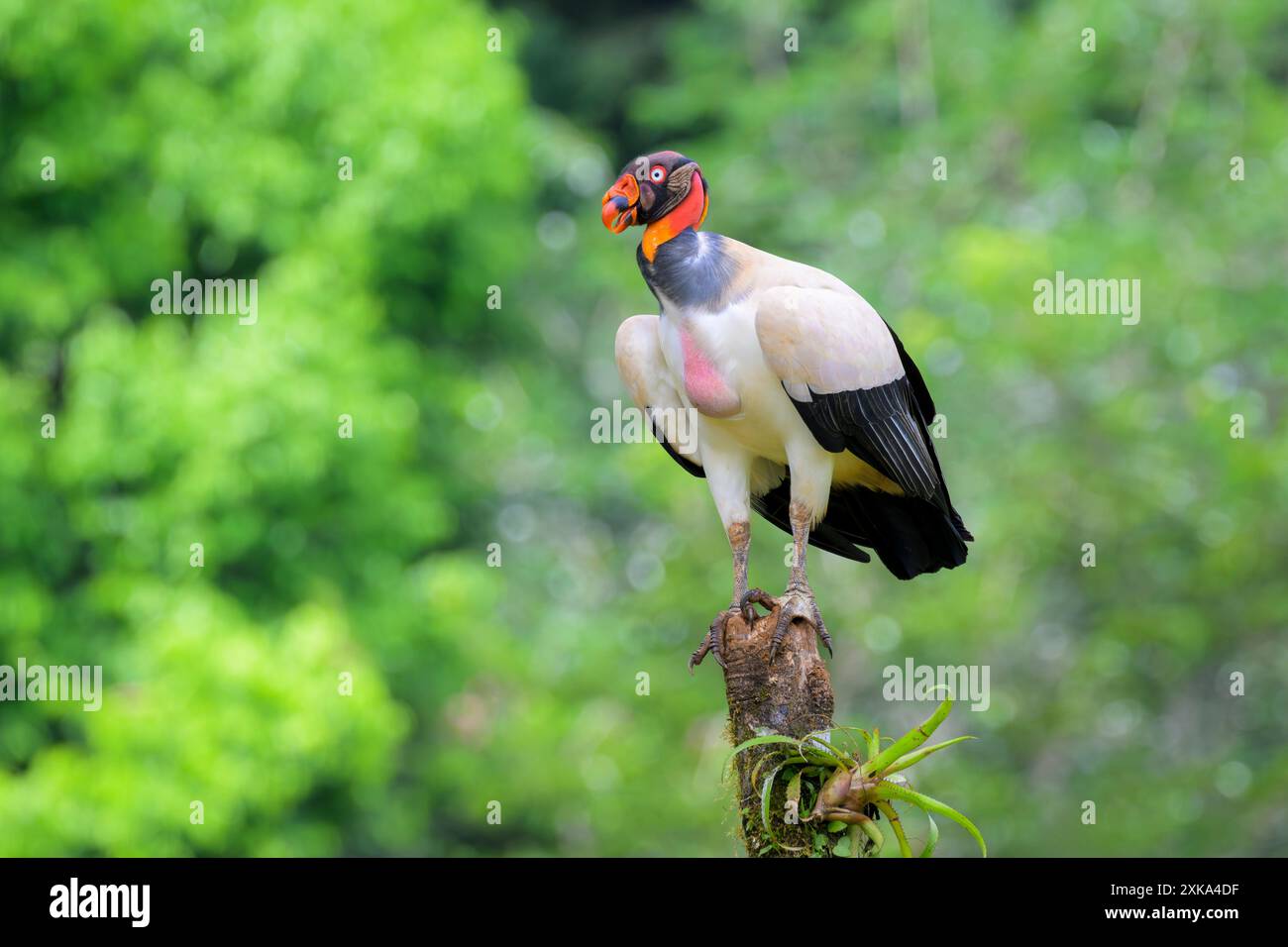 King vulture (Sarcoramphus papa) portrait perched on a tree trunk, Boca ...