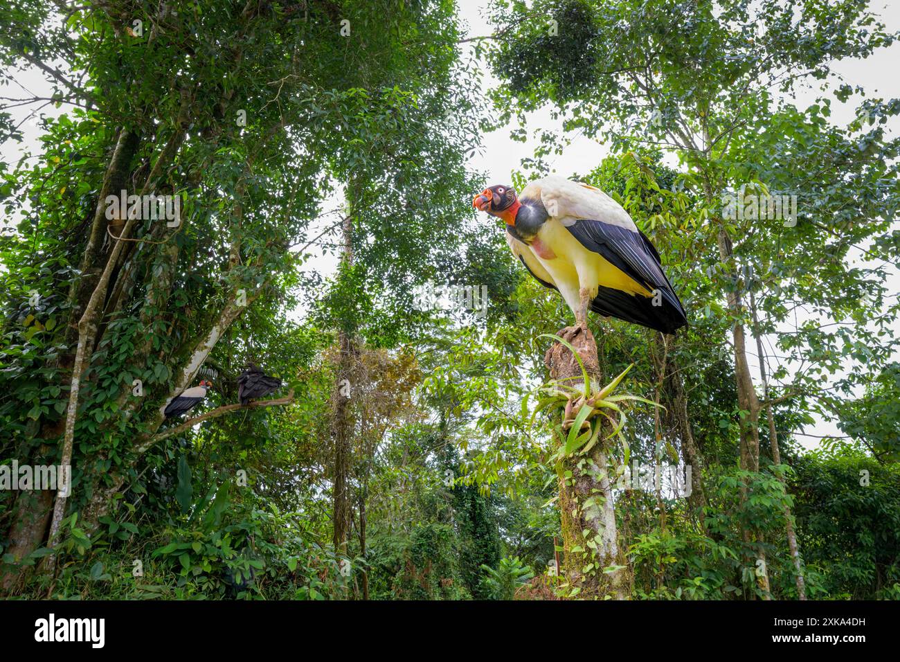 King vulture (Sarcoramphus papa) perched on a tree trunk, close up in ...