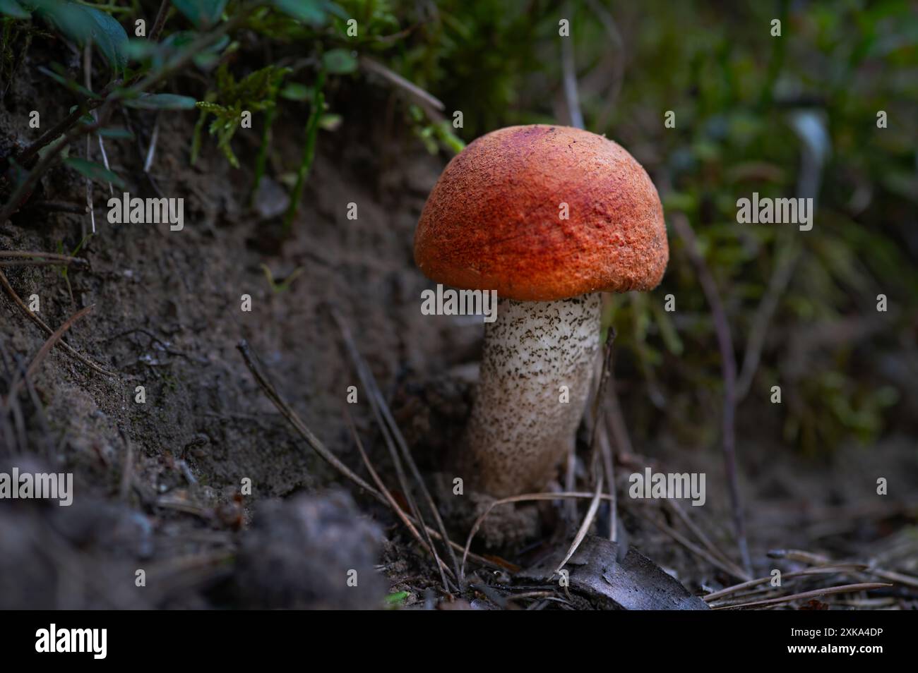 World Mushroom Day. National Mushroom Day. Brown Forest Mushroom ...