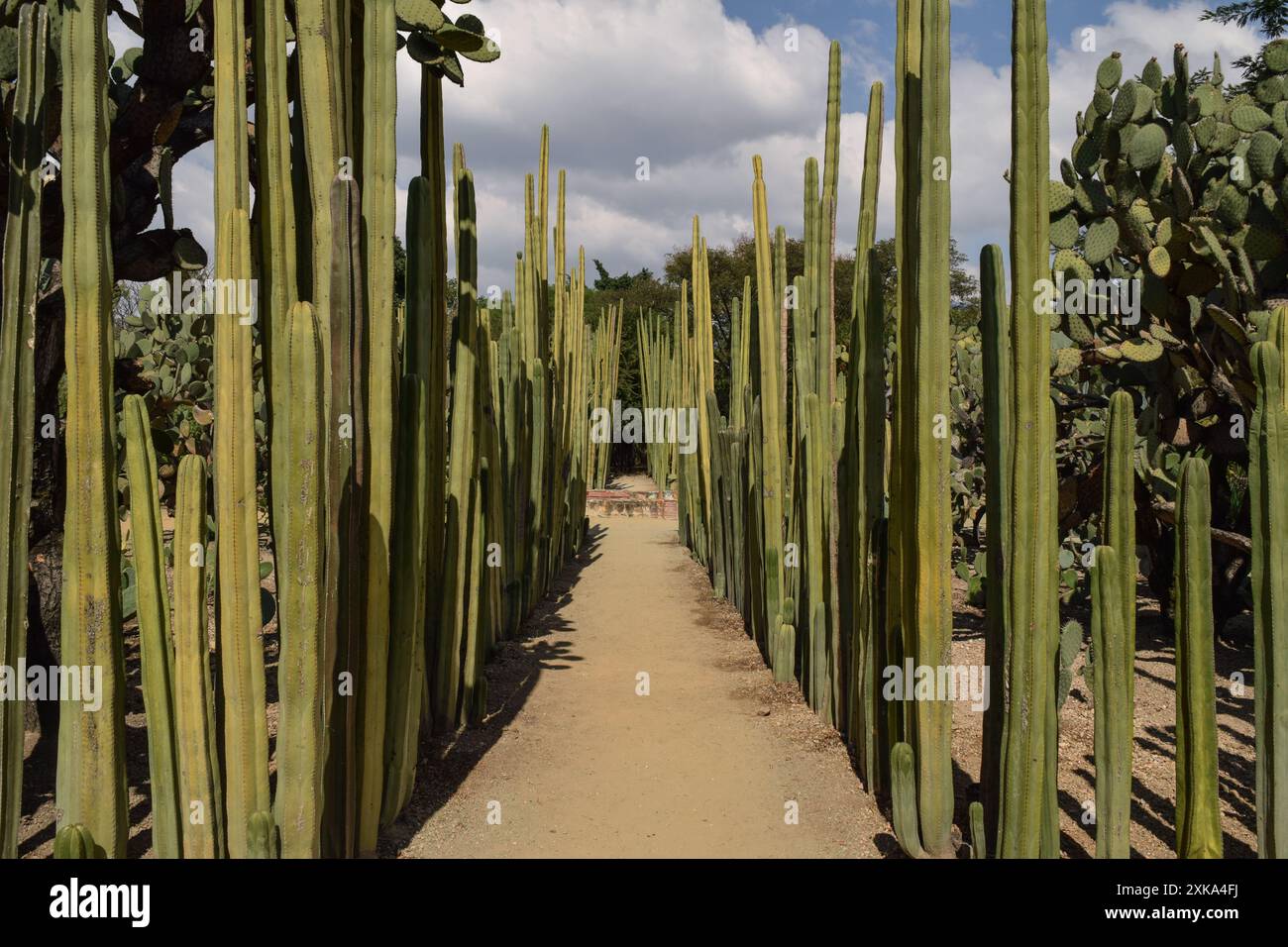 Cactus plants in Ethnobotanical garden of Oaxaca, MÃ©xico Stock Photo ...