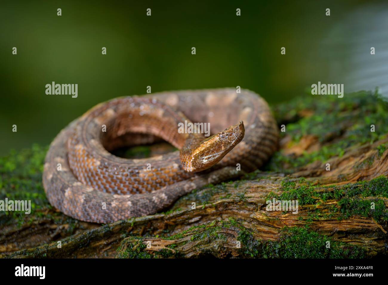 Hog-nosed pit viper (Porthidium nasutum) on a wood log, Costa Rica ...