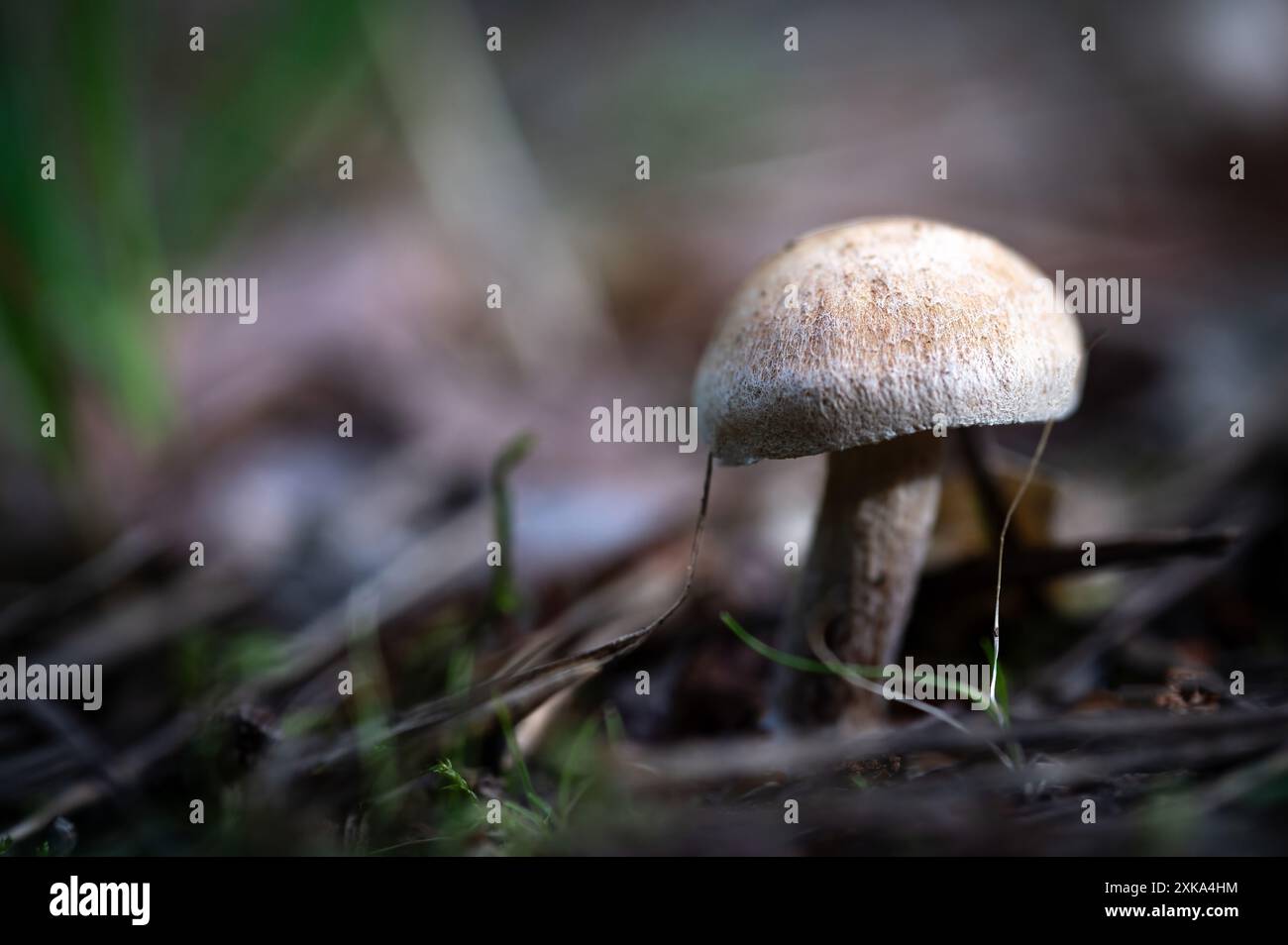 World Mushroom Day. National Mushroom Day. White Cap Forest Mushroom ...