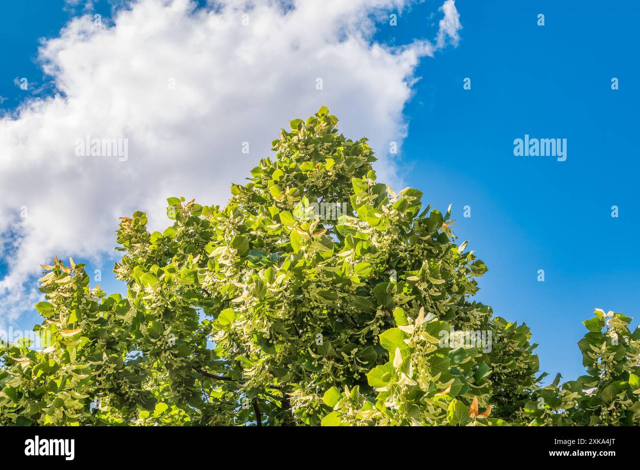 Linden tree flowers clusters tilia cordata, europea, small-leaved lime ...