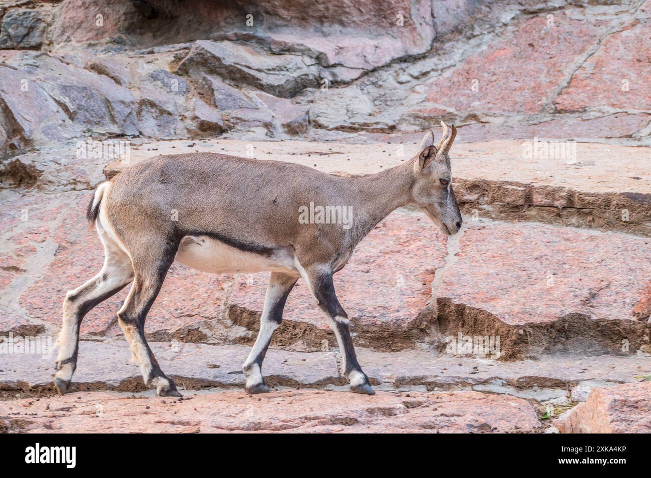 Himalayan sheep horn hi-res stock photography and images - Alamy