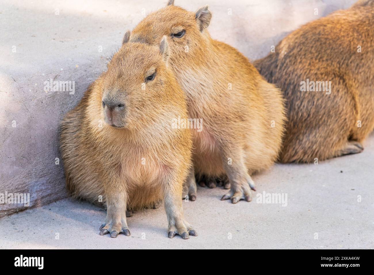 Capybara rainforest brazil hi-res stock photography and images - Alamy