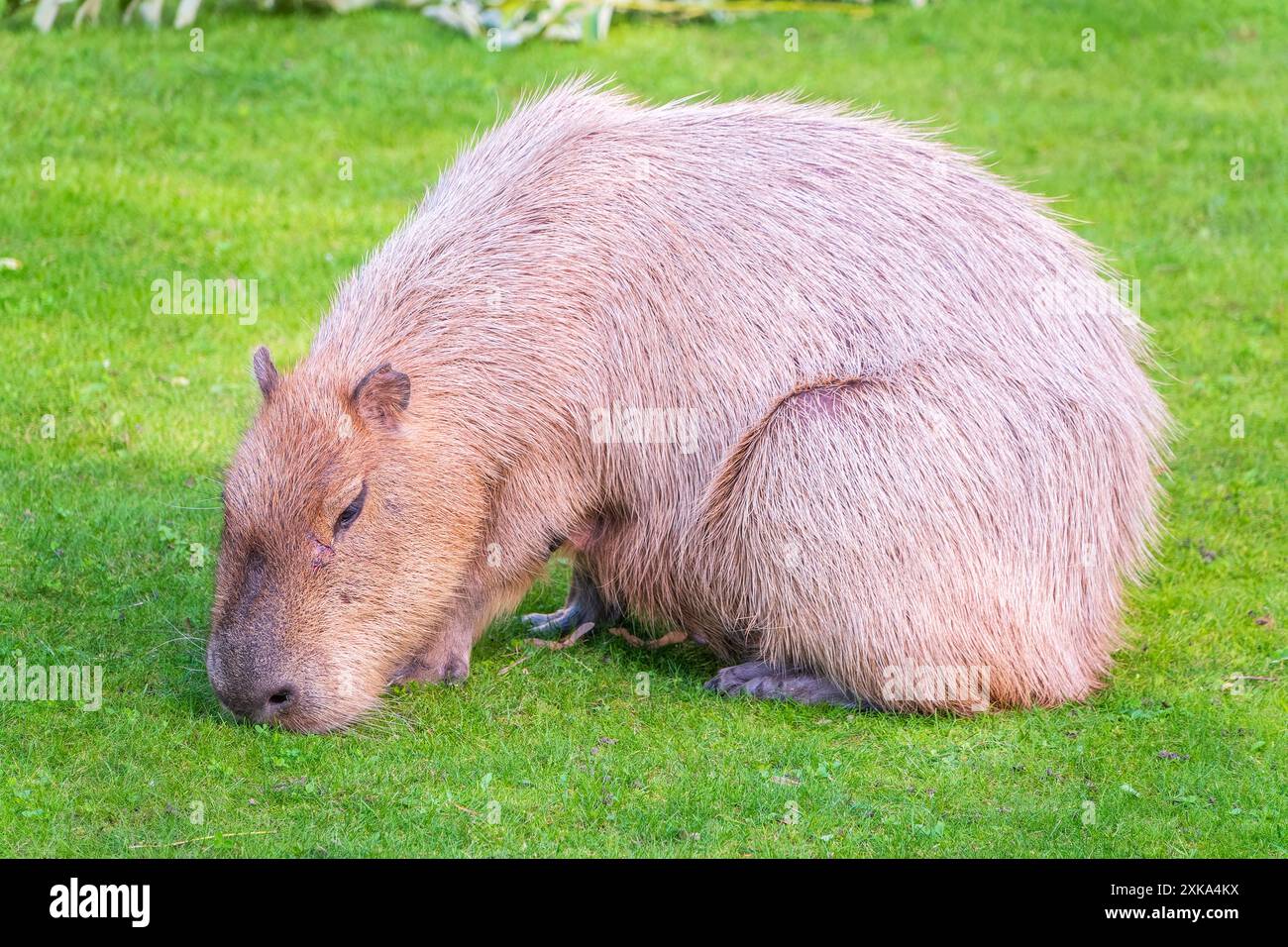 A large capybara lies on the green grass in the park. South American ...