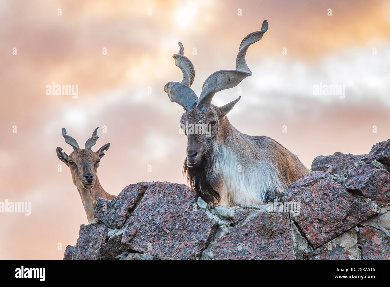 Markhor male and female on the rock. Latin name - Capra falconeri. Wild ...