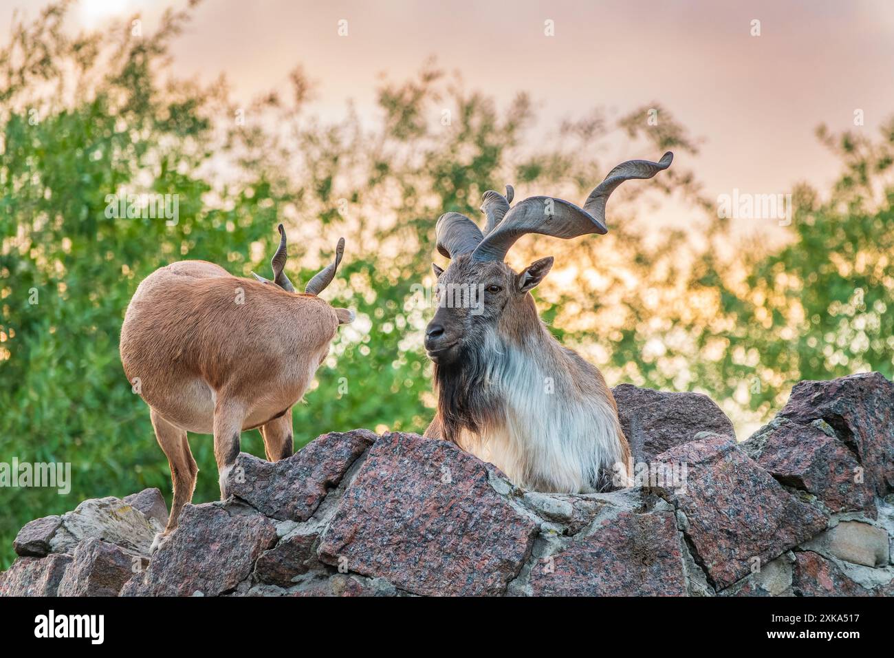 Markhor male and female on the rock. Latin name - Capra falconeri. Wild ...