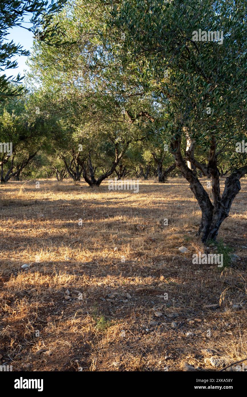 Beautiful olive trees in Crete, Greece Stock Photo - Alamy