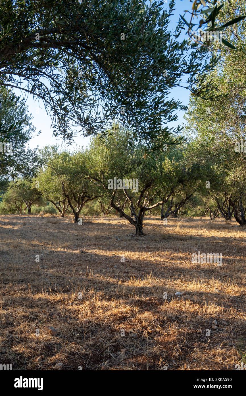 Beautiful olive trees in Crete, Greece Stock Photo - Alamy