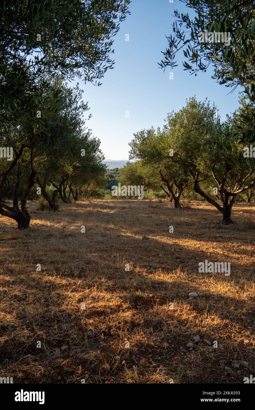 Beautiful olive trees in Crete, Greece Stock Photo - Alamy