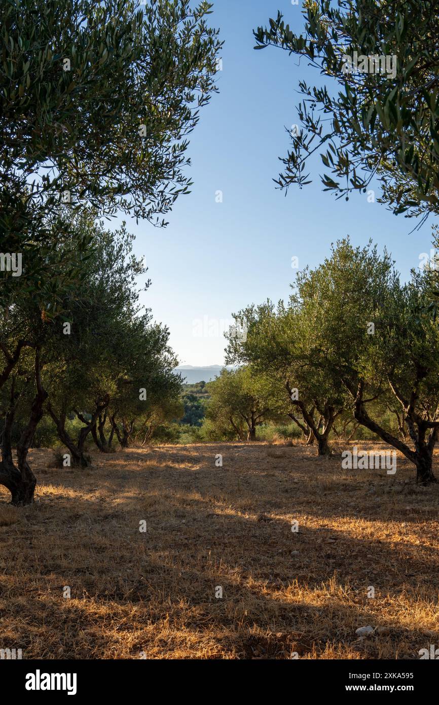 Beautiful olive trees in hi-res stock photography and images - Alamy