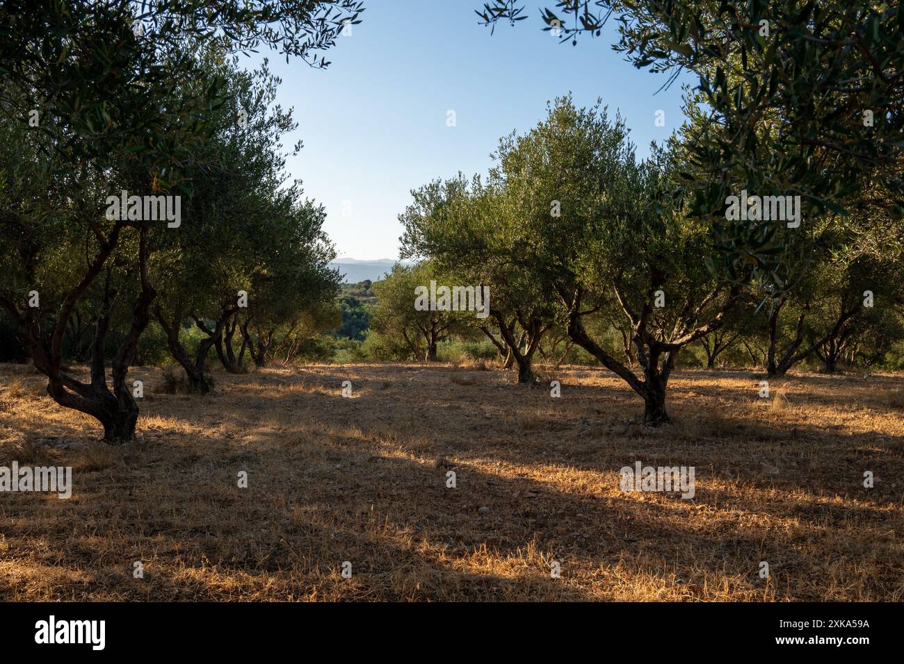 Beautiful olive trees hi-res stock photography and images - Alamy