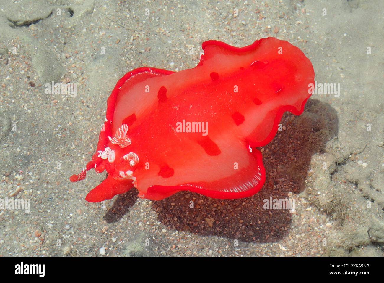 Juvenile Spanish Dancer (Hexabranchus sanguineus) as sea snail from the ...