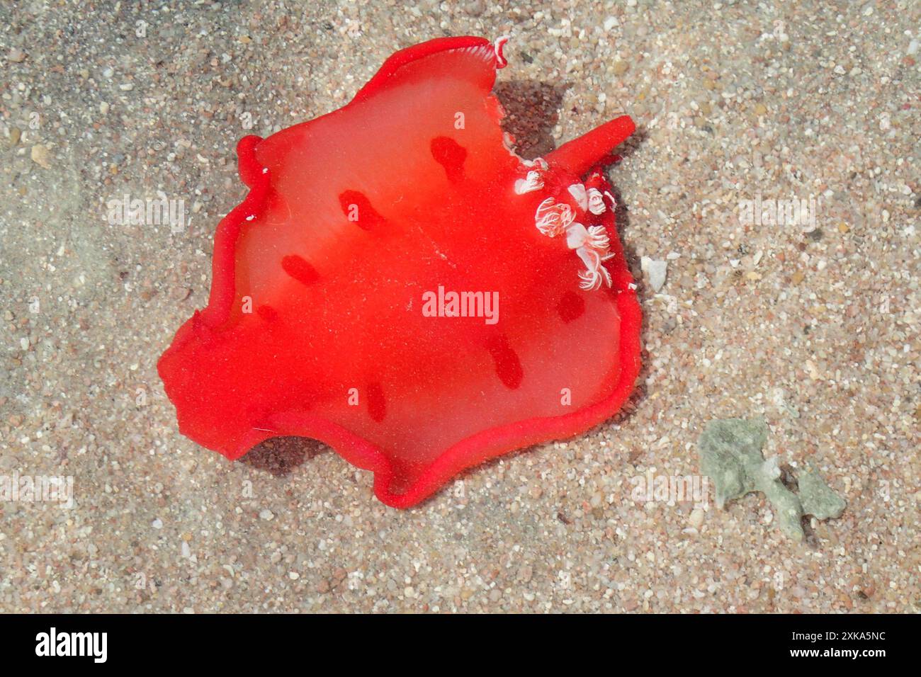 Juvenile Spanish Dancer (Hexabranchus sanguineus) as sea snail from the ...