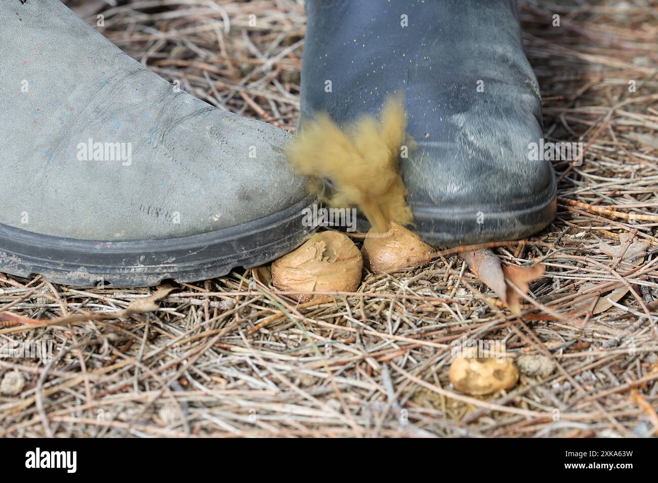 Two feet or work boots standing on a puffball fungus or fungi making ...