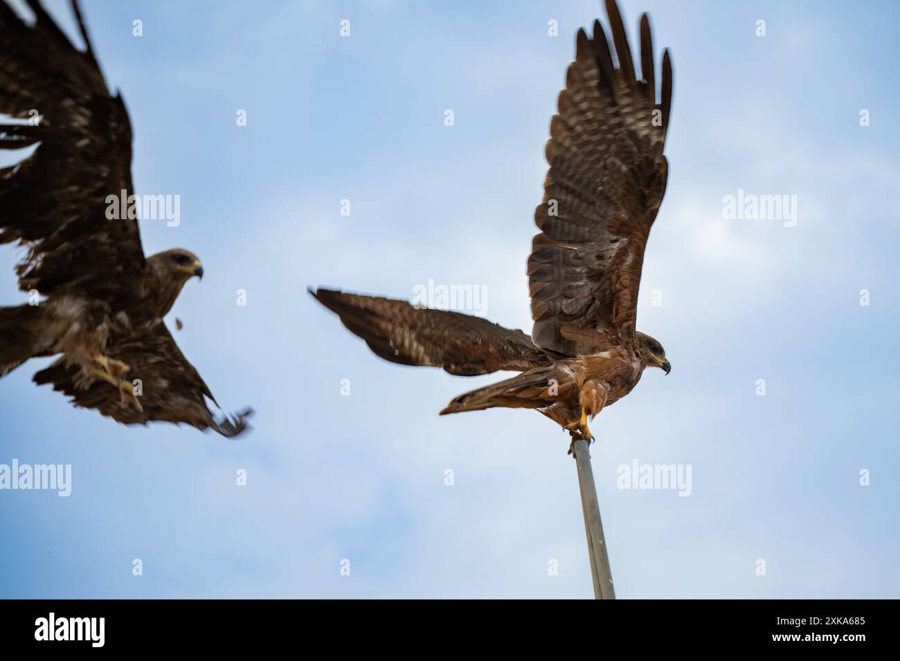 two birds fighting while flying Stock Photo - Alamy
