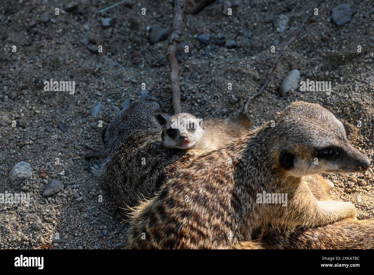 Meerkat family is resting on the sand on a sunny day Stock Photo - Alamy