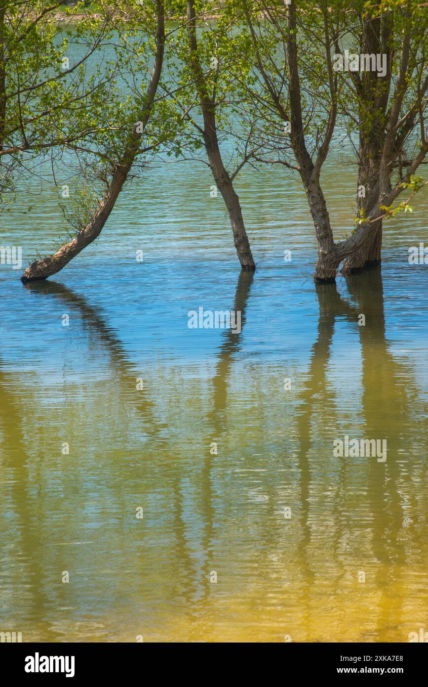 Trees and their reflections on water Stock Photo - Alamy