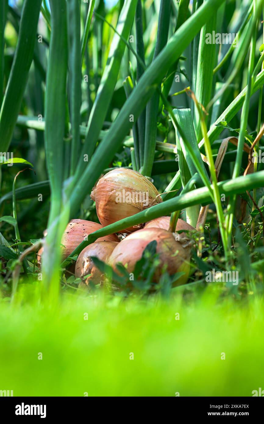 Several yellow onion bulbs are growing in a garden bed surrounded by ...
