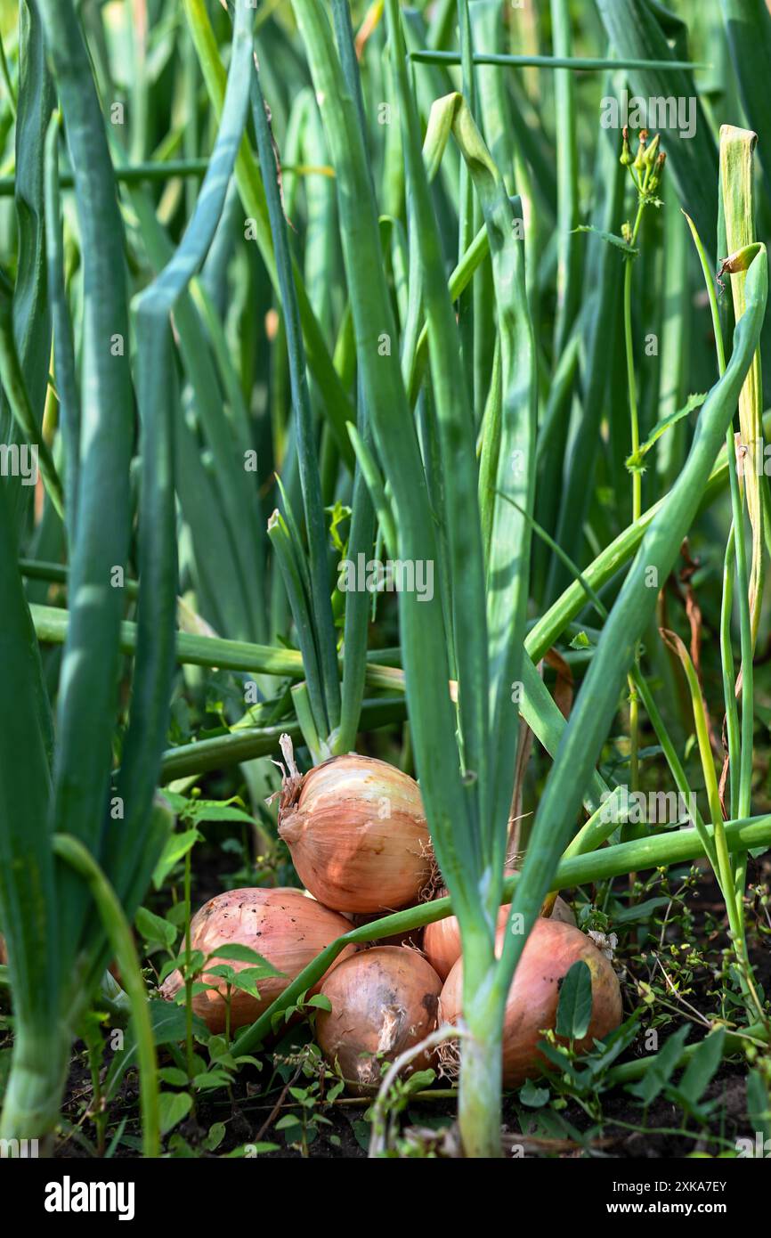 Several yellow onion bulbs are growing in a garden bed surrounded by ...