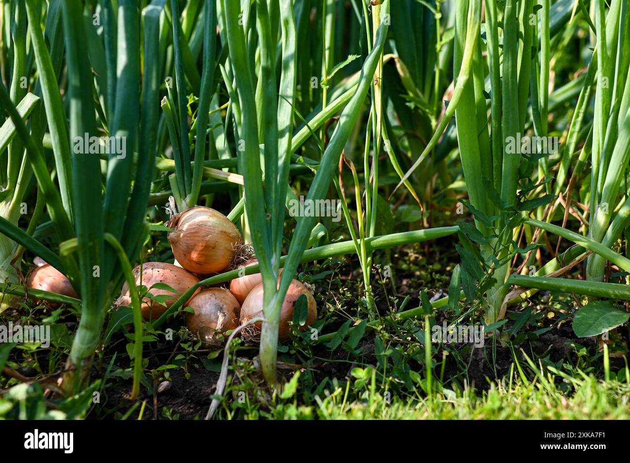 Onion plants onions growing hi-res stock photography and images - Alamy