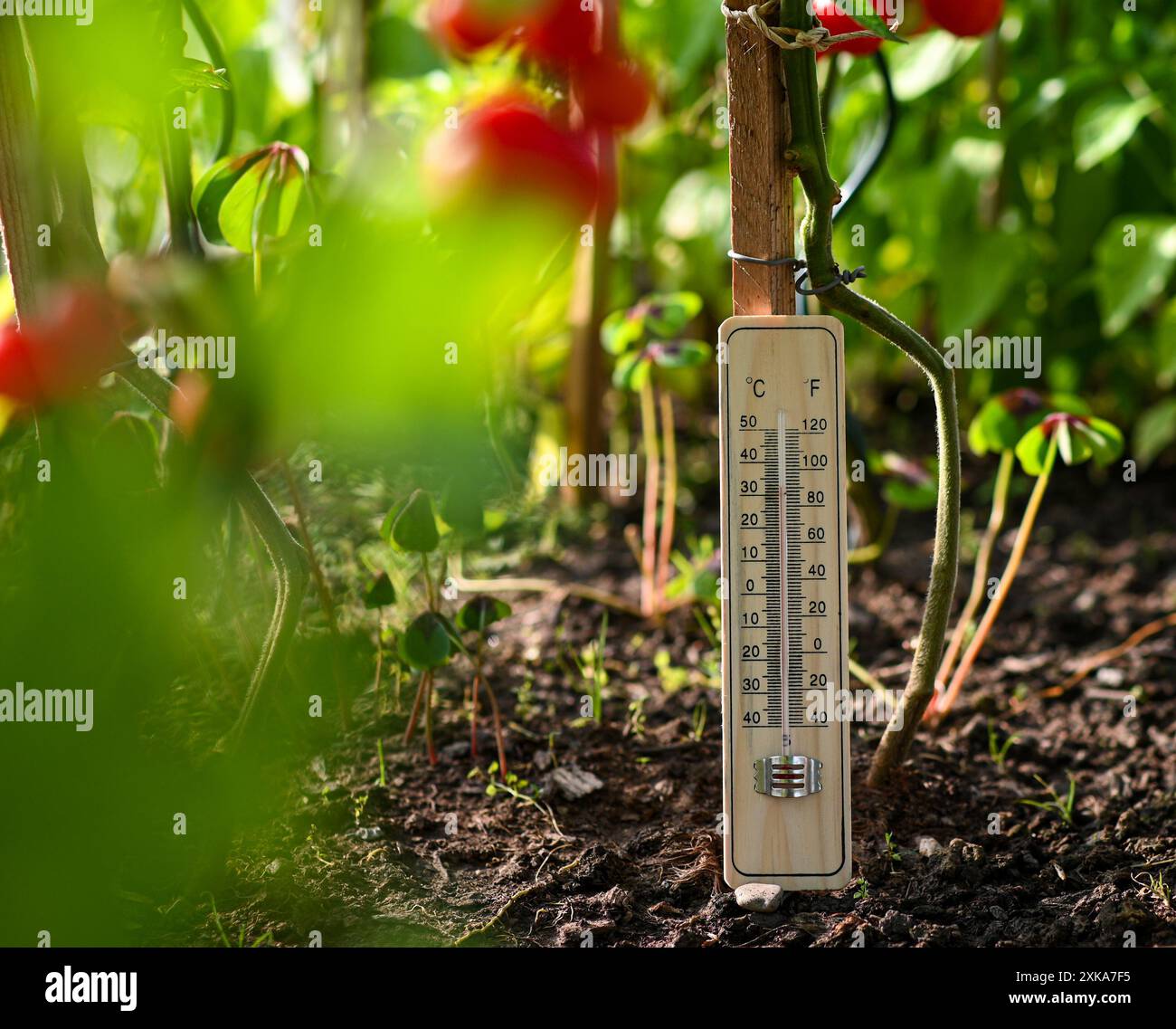 Measuring temperature in greenhouse with thermometer showing high ...
