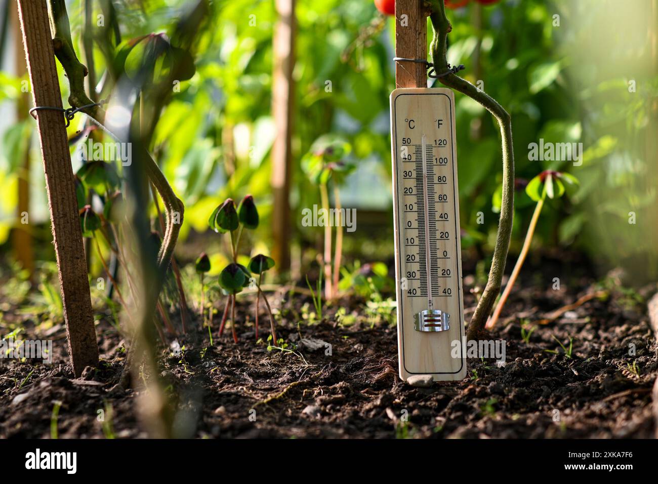 Measuring temperature in greenhouse with thermometer showing high ...