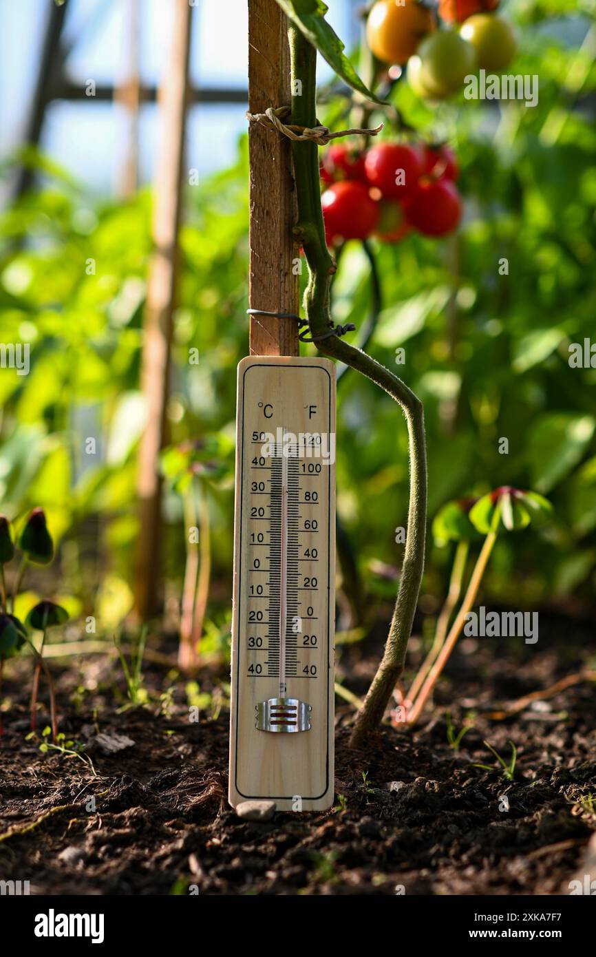 Measuring temperature in greenhouse with thermometer showing high ...