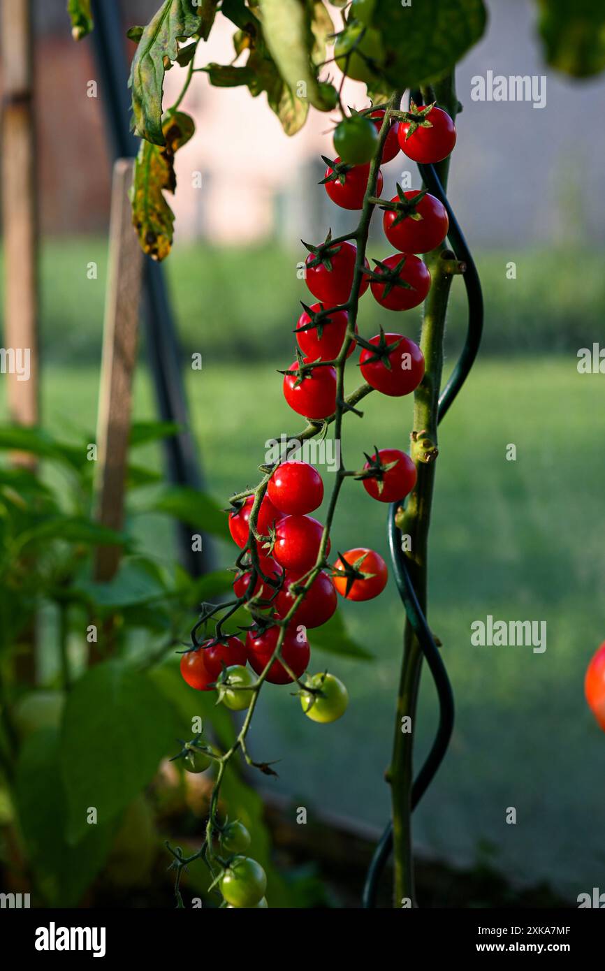 Ripe unripe cherry tomatoes hi-res stock photography and images - Alamy