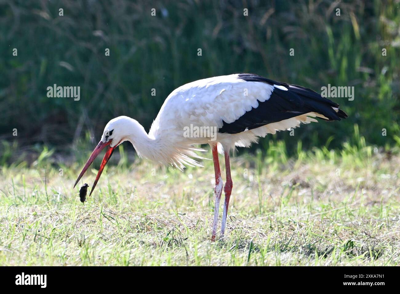 Eats mice hi-res stock photography and images - Alamy