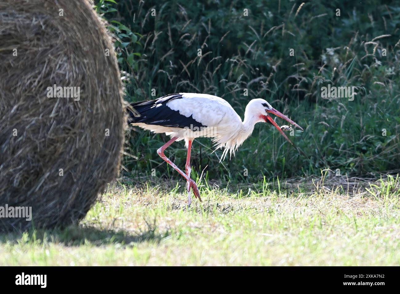 Eats mice hi-res stock photography and images - Alamy