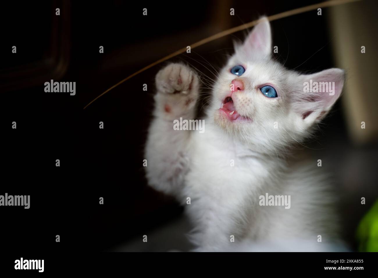 Beautiful pretty kitten in hi-res stock photography and images - Alamy