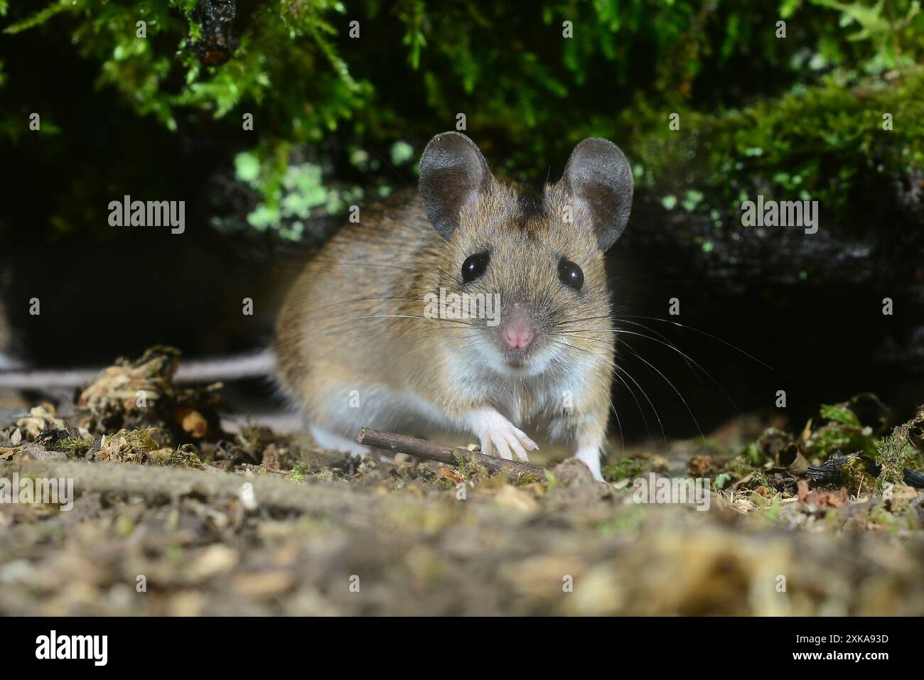Wood mice image hi-res stock photography and images - Alamy