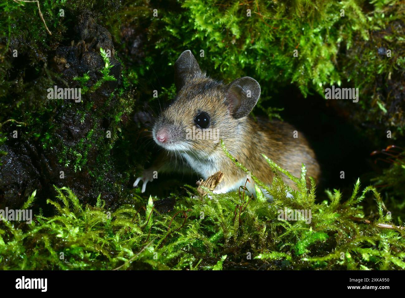 Wood mice image hi-res stock photography and images - Alamy