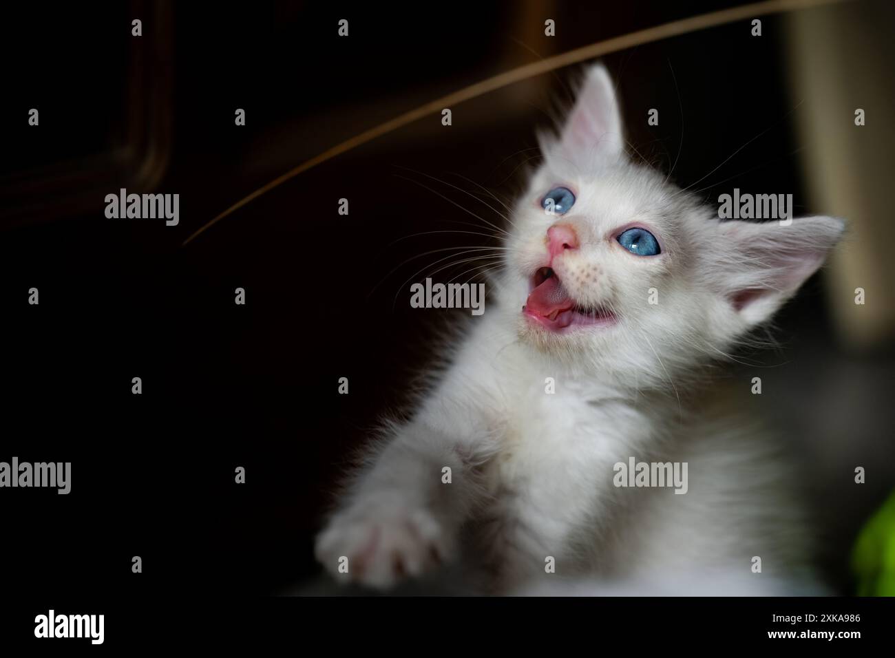 Beautiful pretty kitten in hi-res stock photography and images - Alamy