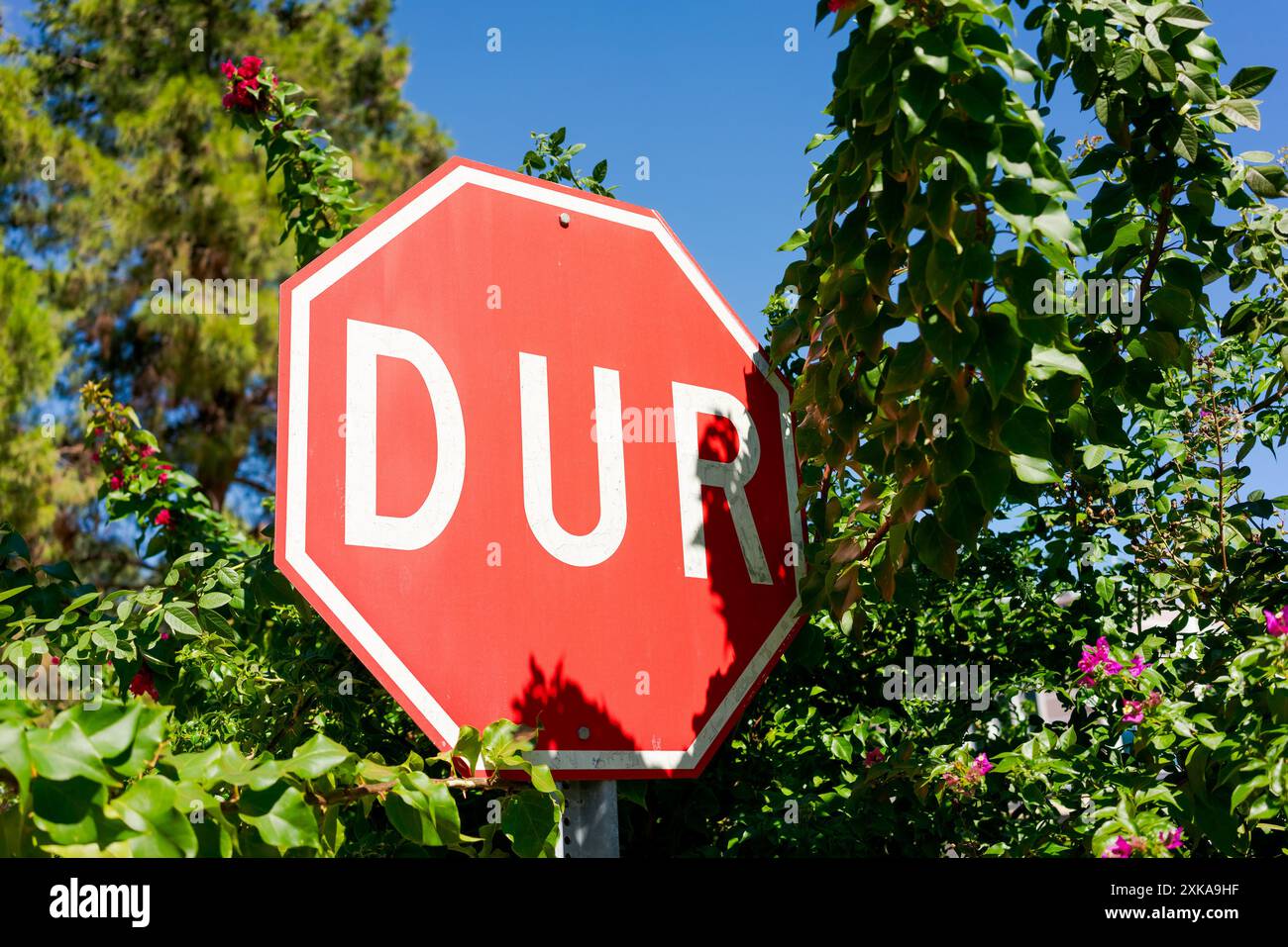 Red Turkish stop sign with DUR text, set against green foliage and ...