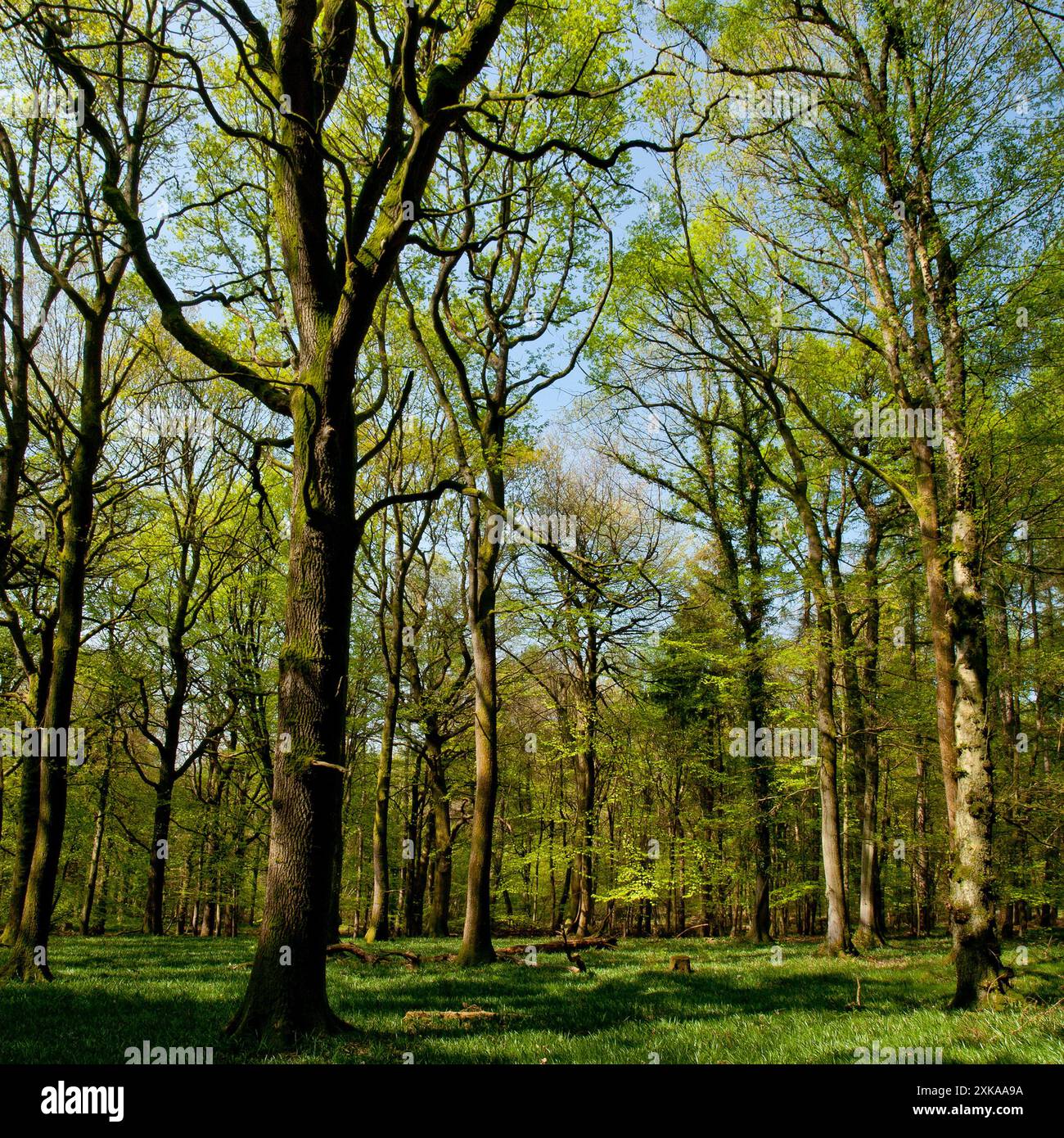Speech house forest dean hi-res stock photography and images - Alamy