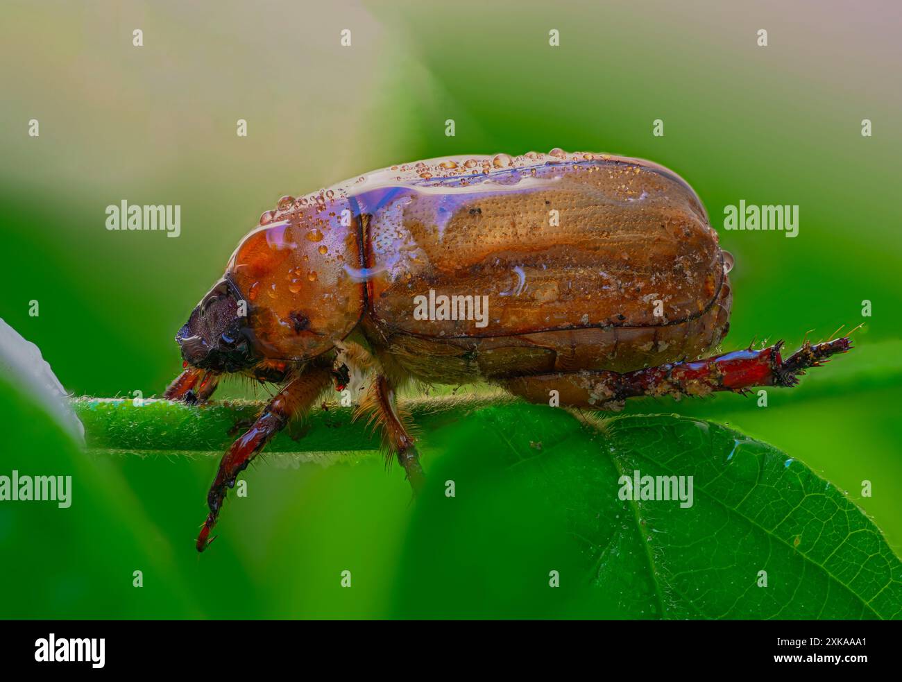 Close up of insect with details Stock Photo - Alamy
