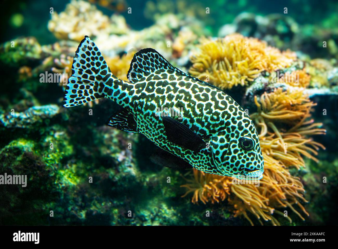 Harlequin sweetlips (Plectorhinchus chaetodonoides) is a marine fish ...