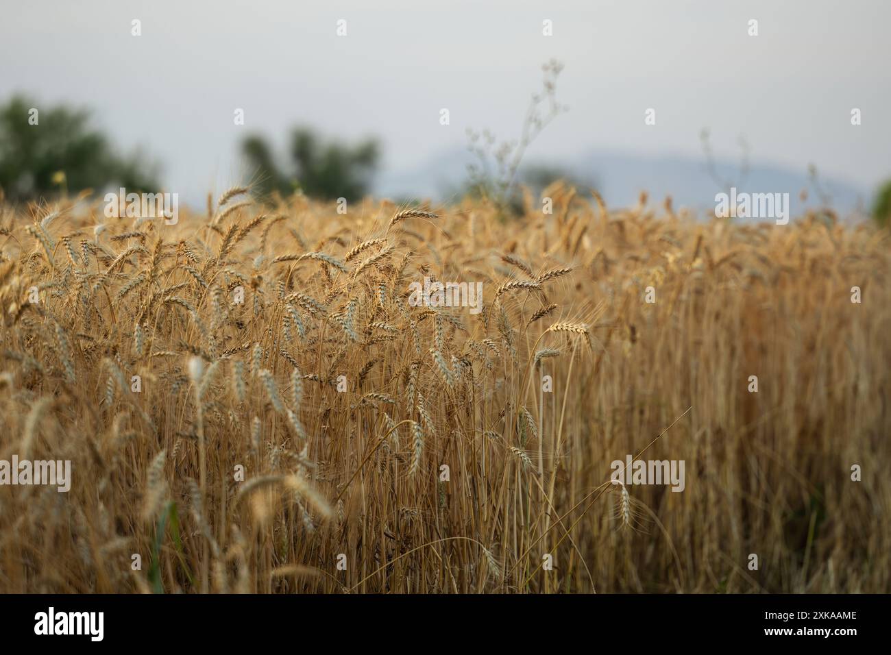 Wheat crop in field ready to harvest Stock Photo - Alamy
