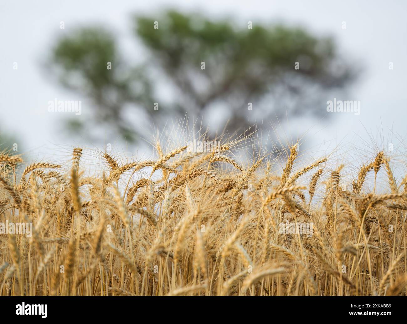 Golden harvest seeds hi-res stock photography and images - Alamy