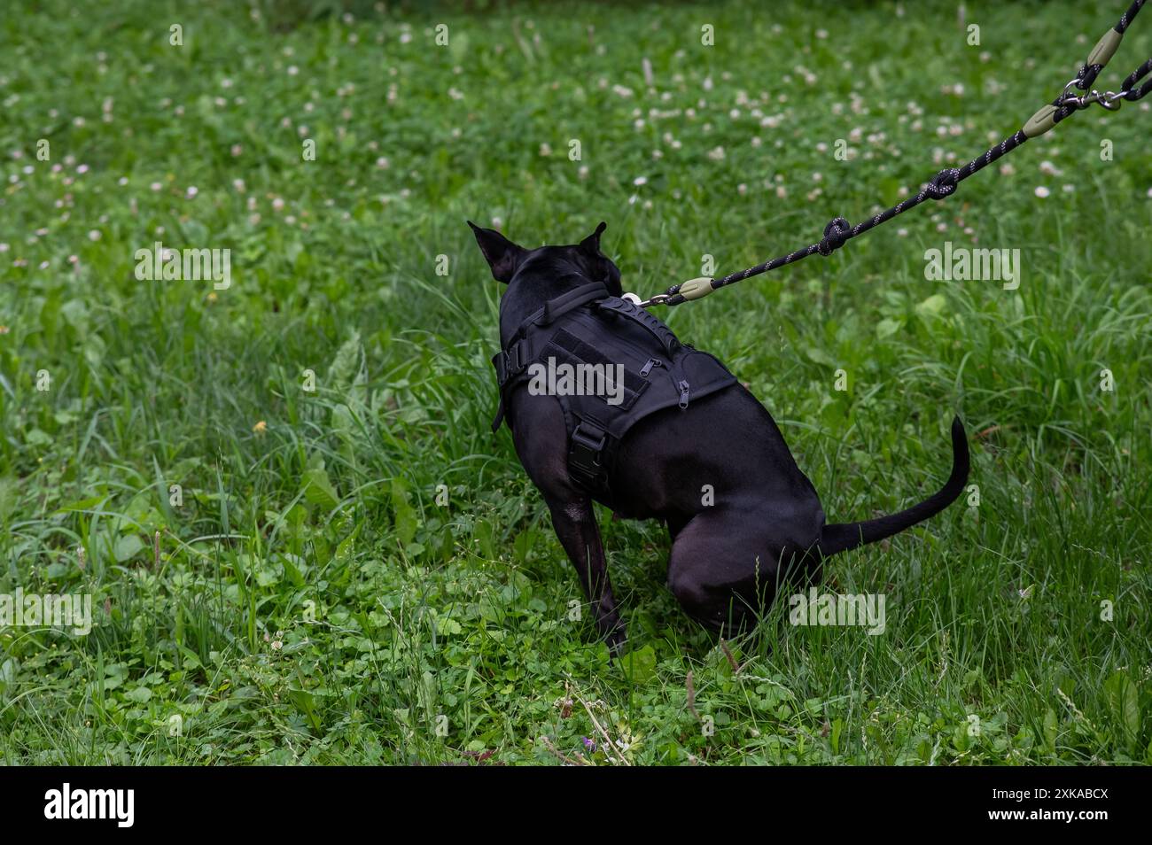Black pitbull terrier poops while walking Stock Photo - Alamy