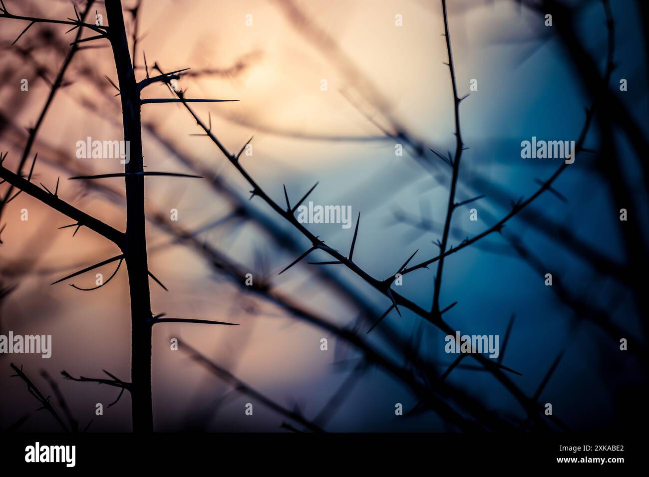 Thorn thorns thorny thorned hi-res stock photography and images - Alamy