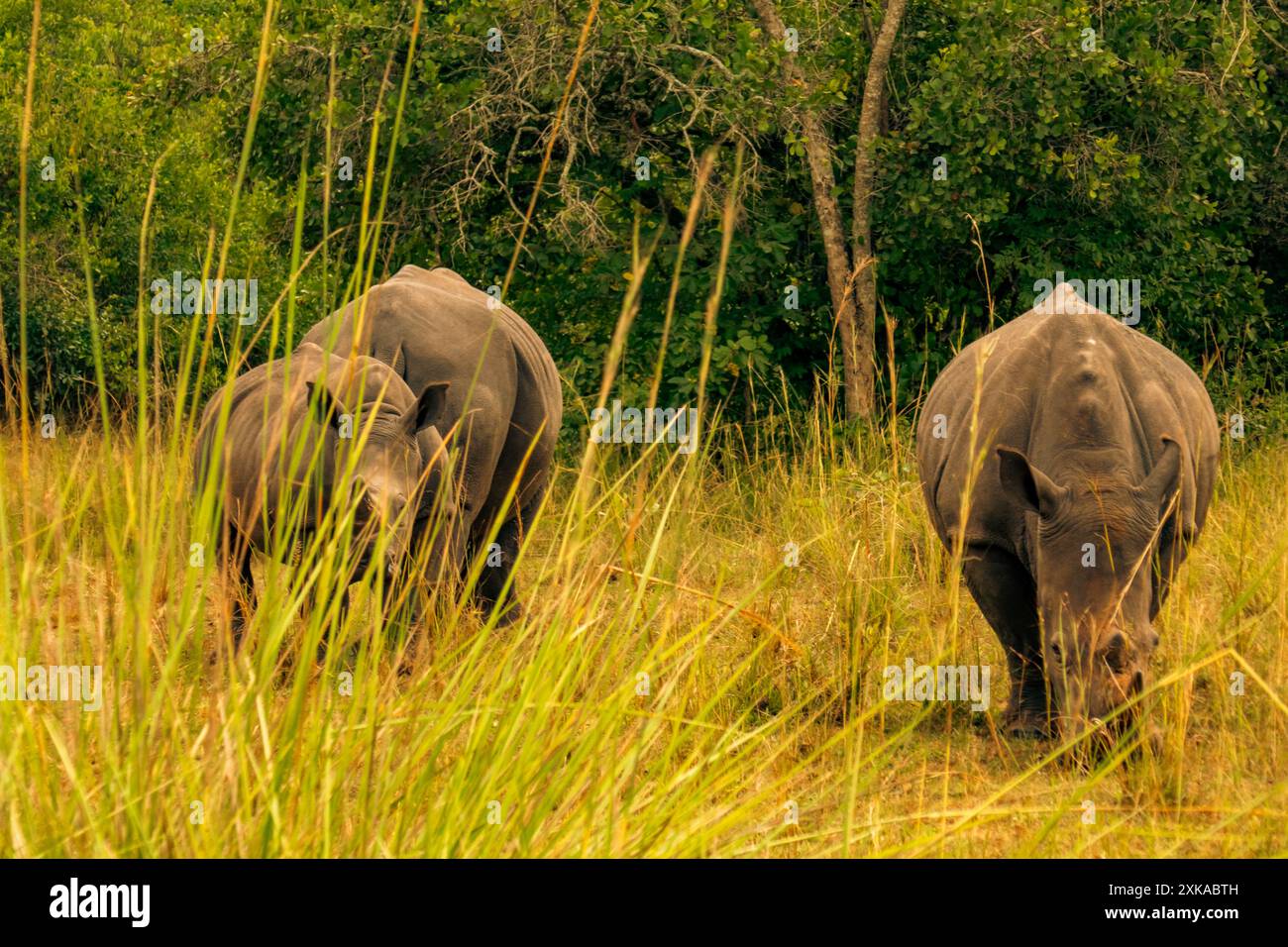 A Crash of Southern White Rhinos grazing in the wild at Ziwa Rhino ...
