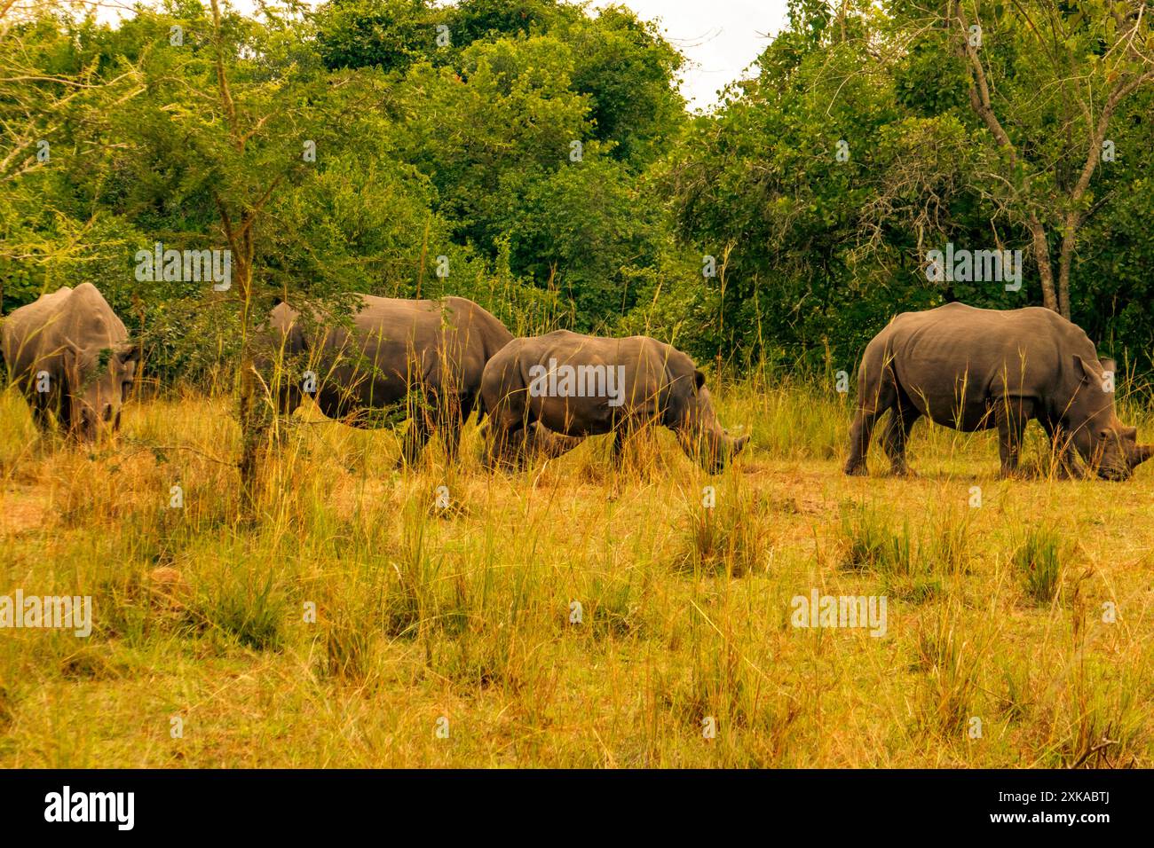 A Crash of Southern White Rhinos grazing in the wild at Ziwa Rhino ...