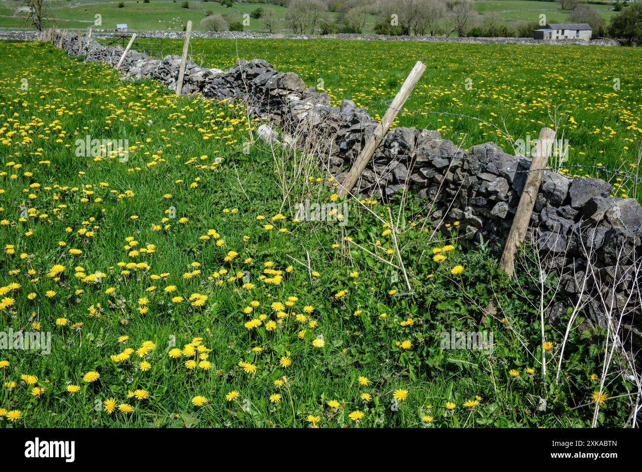 Dandelions growing in a field at Little Longstone, Peak District ...