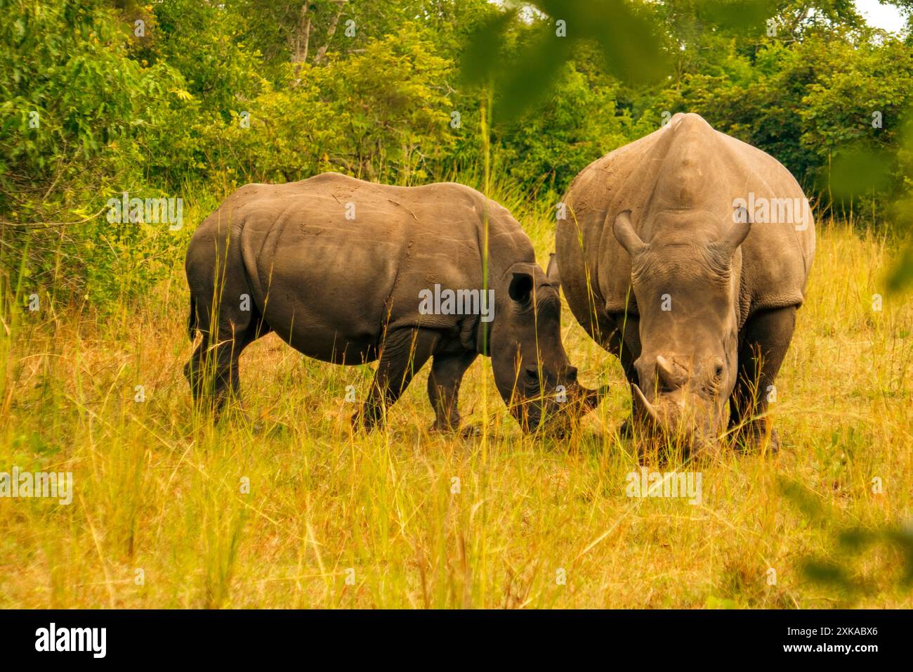 A portrait of Mother and a calf Southern White Rhinos grazing in the ...