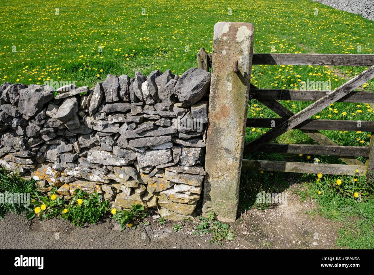 Dandelions growing in a field at Little Longstone, Peak District ...