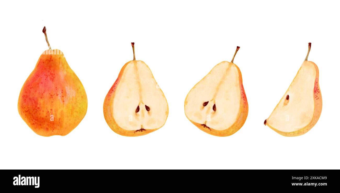 Set of yellow pears. Whole, halves and pieces of fruit. Botanical ...